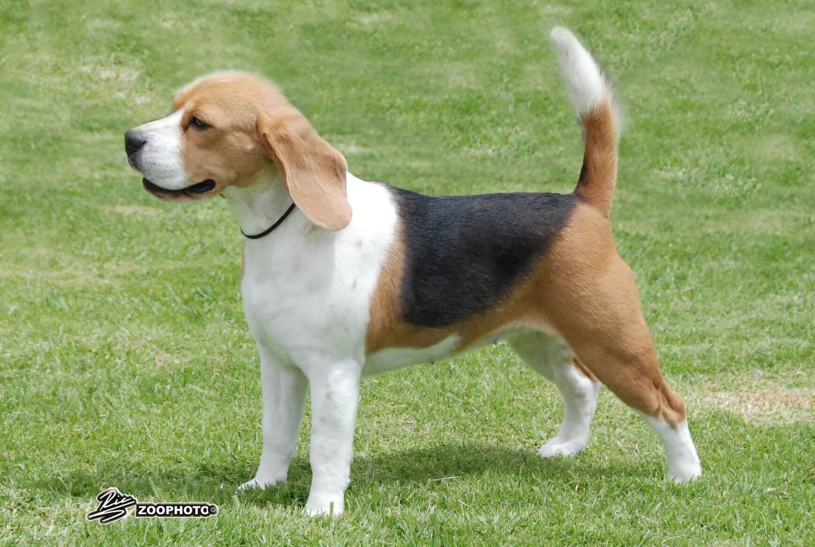 Beagle Cuidados Específicos y Salud – EL TRIANGULO